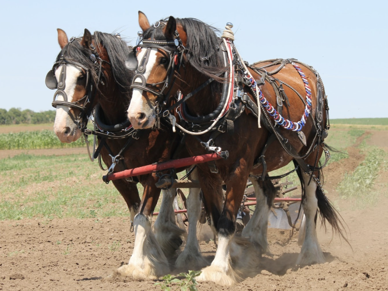 The Belgian Draft Horse